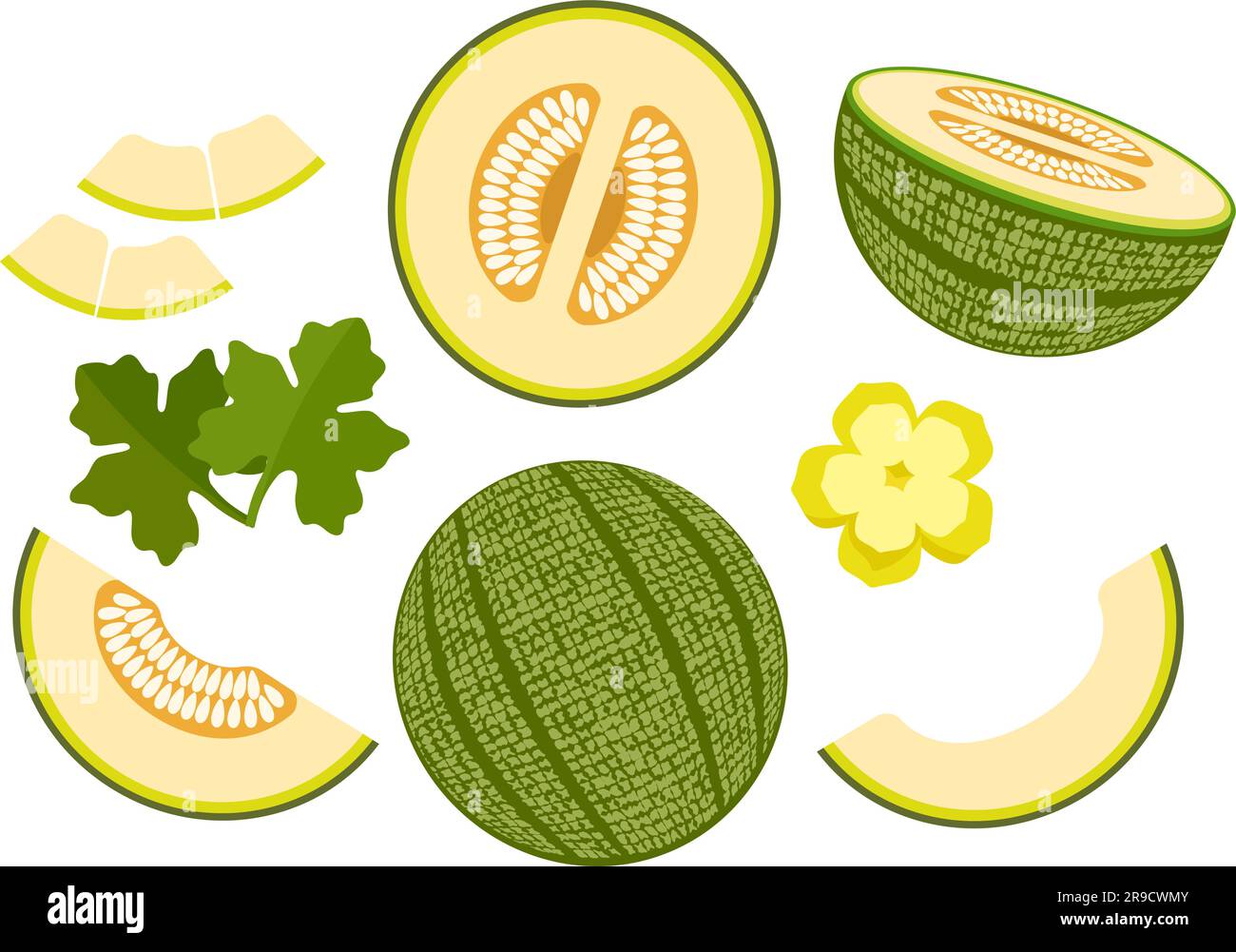 Cartoon green melon Stock Vector Image & Art - Alamy