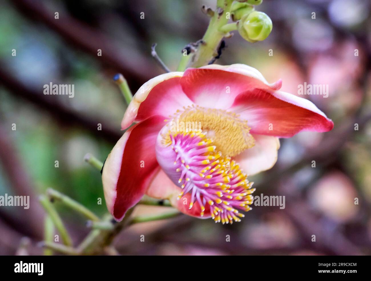 Closeup of a Beautiful Flower of a Cannonball Tree, Ayahuma tree, or ...