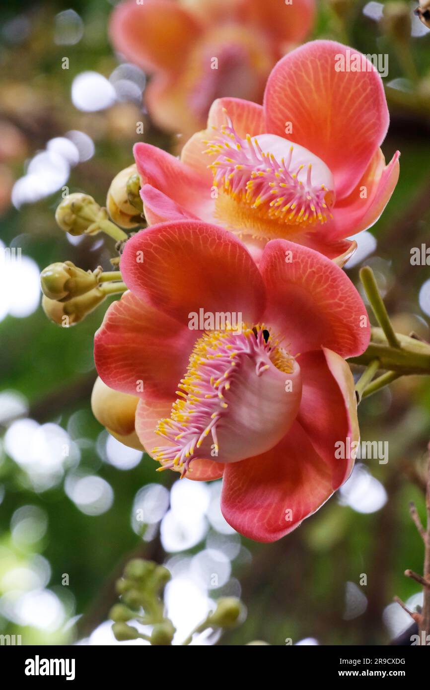 Sala flower hi-res stock photography and images - Alamy