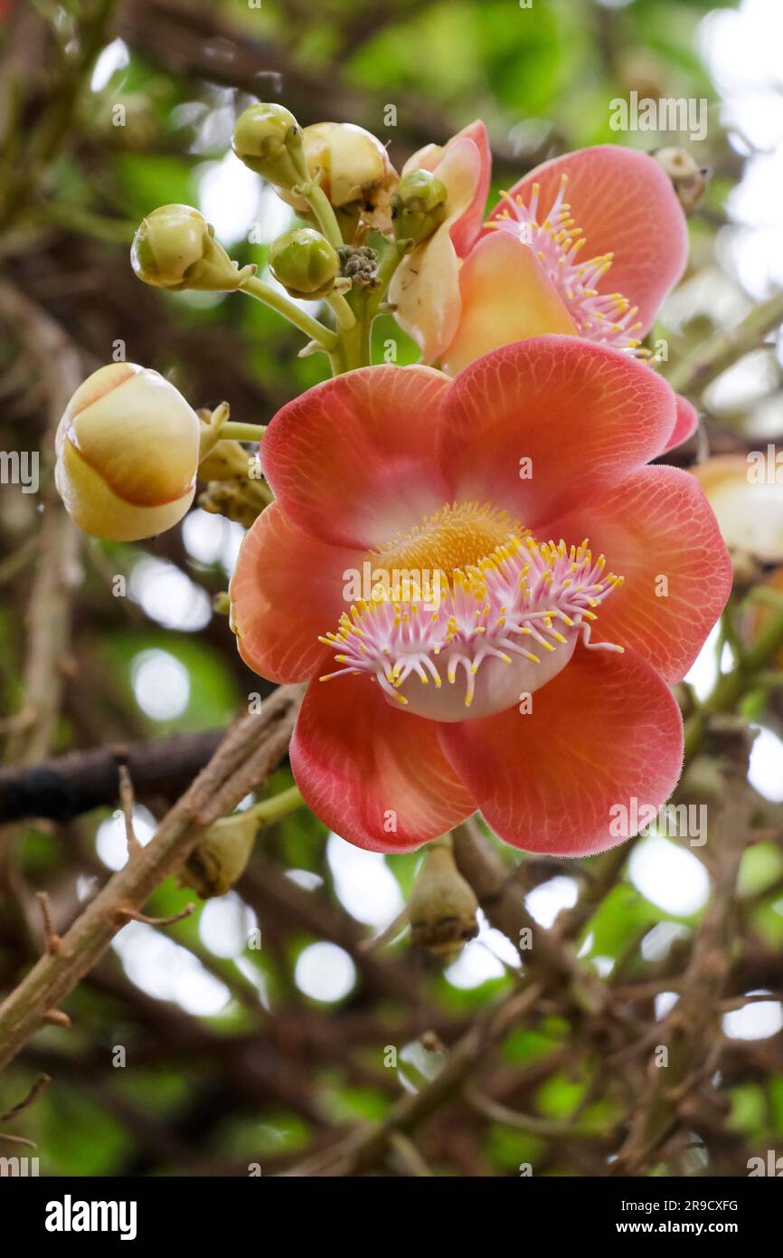 Closeup of a Beautiful Flower of a Cannonball Tree, Ayahuma tree, or ...