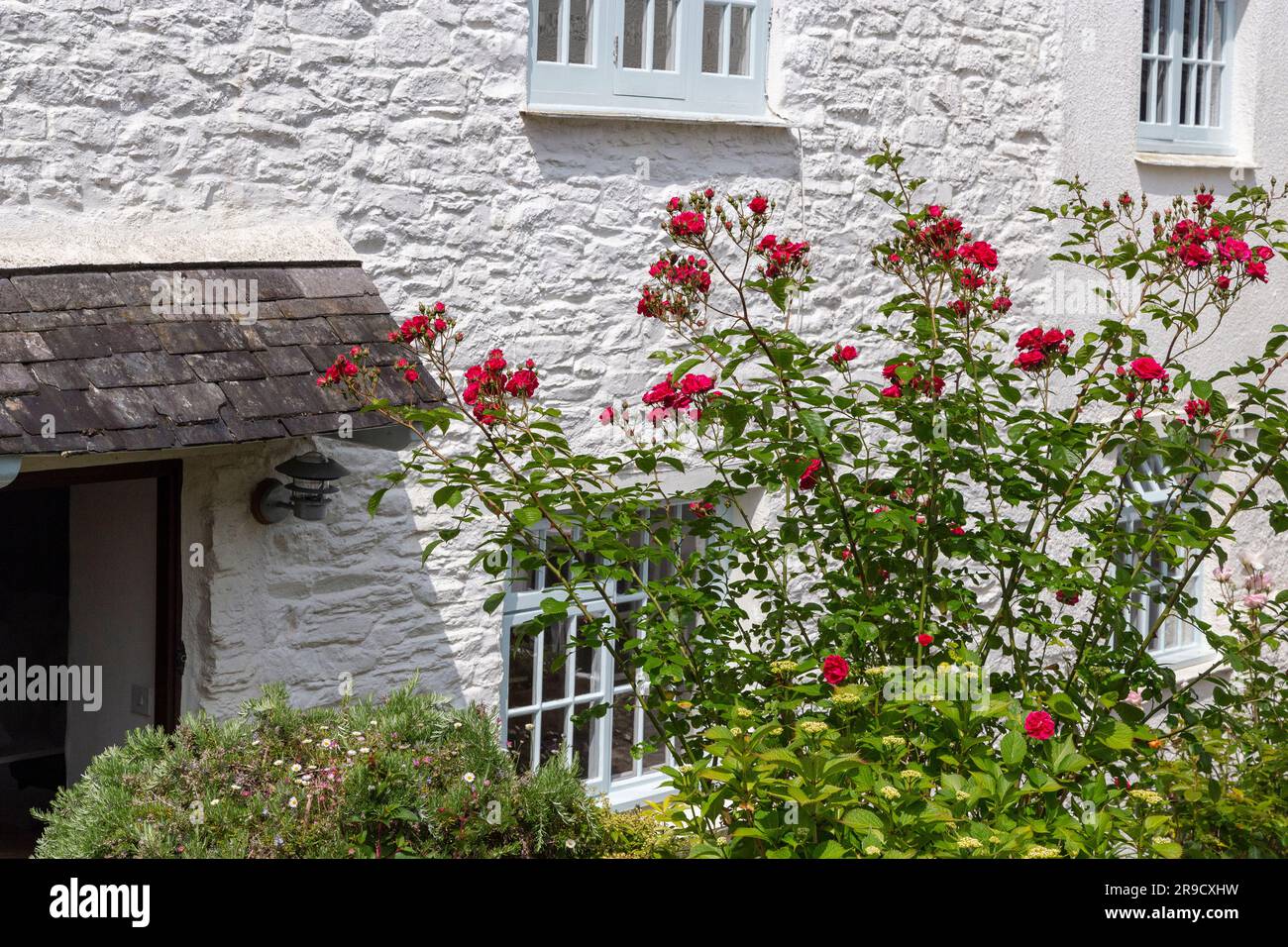 Red Roses by the Cottage Door – Image of a section of a White ...