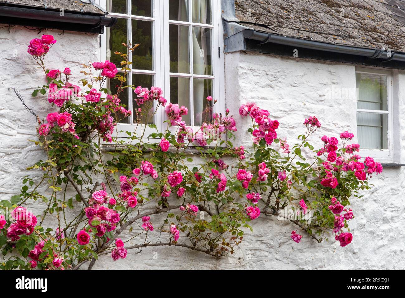 Red Roses by the Cottage Window – Image of a section of a White ...
