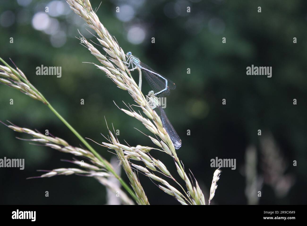 Dragonflies mated on grass in the field. Selective focus with shallow ...