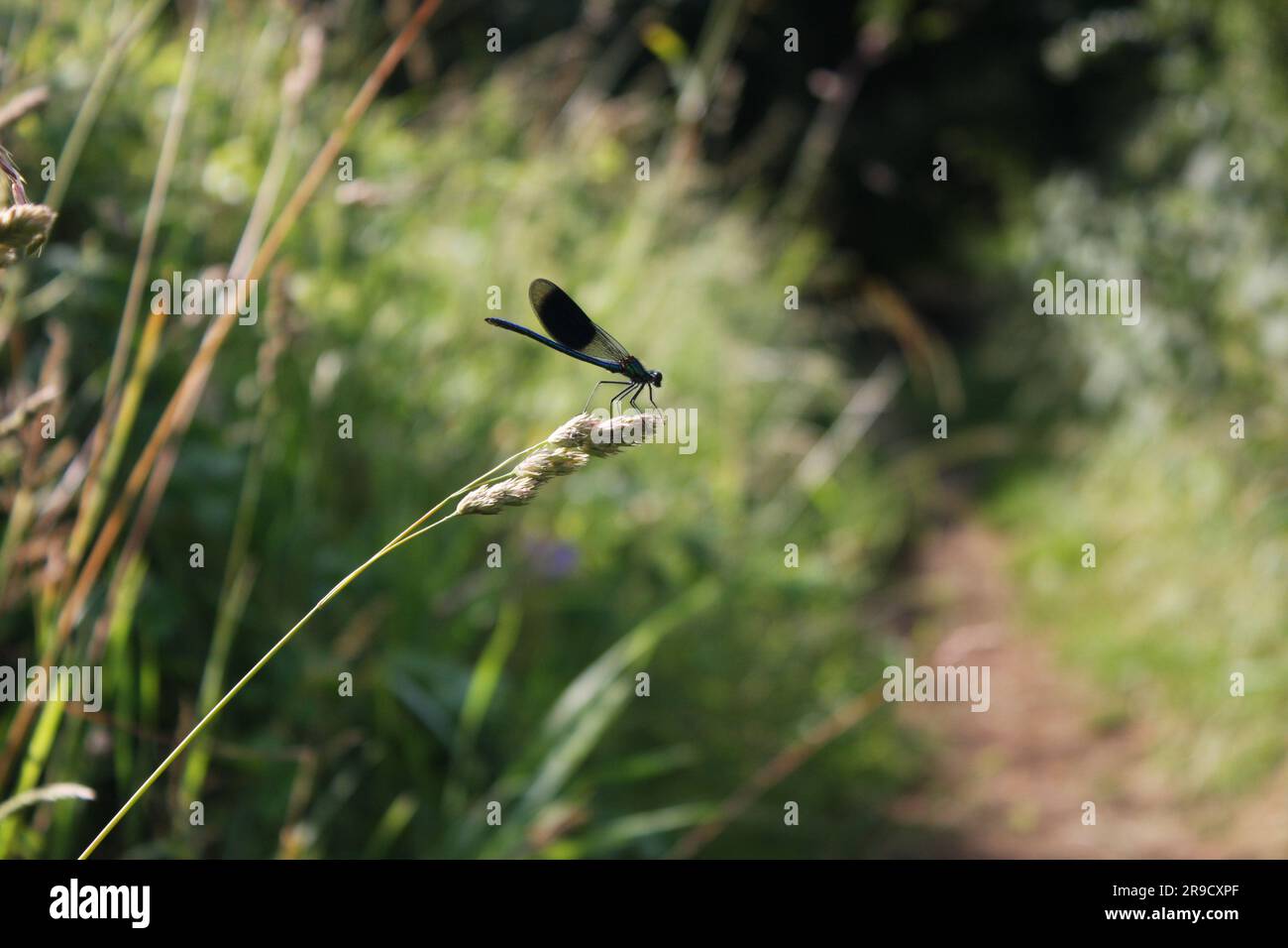 Dragonfly sitting on a blade of grass in a meadow, near a countryside ...