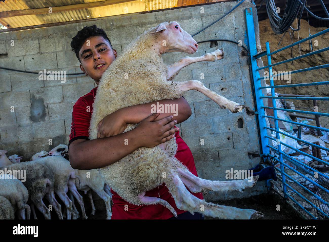 Gaza, Palestine. 26th June, 2023. A Palestinian youth carries a sheep ...