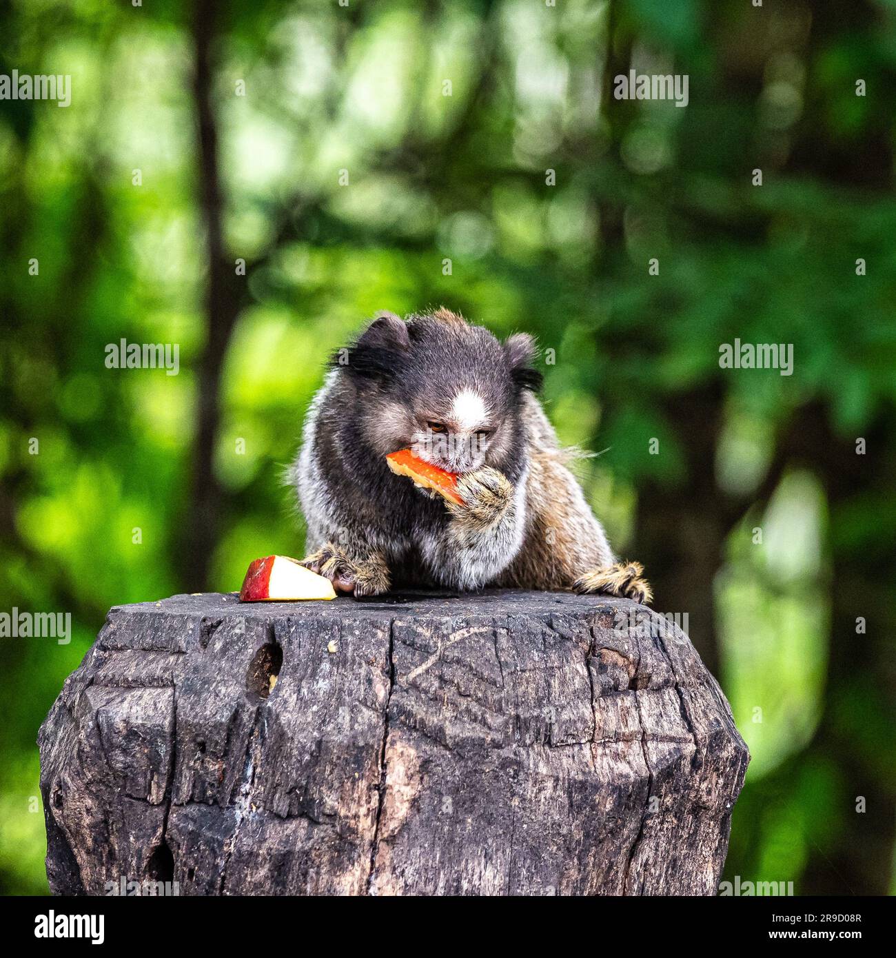 The black-tufted marmoset, Callithrix penicillata, also known as Mico ...