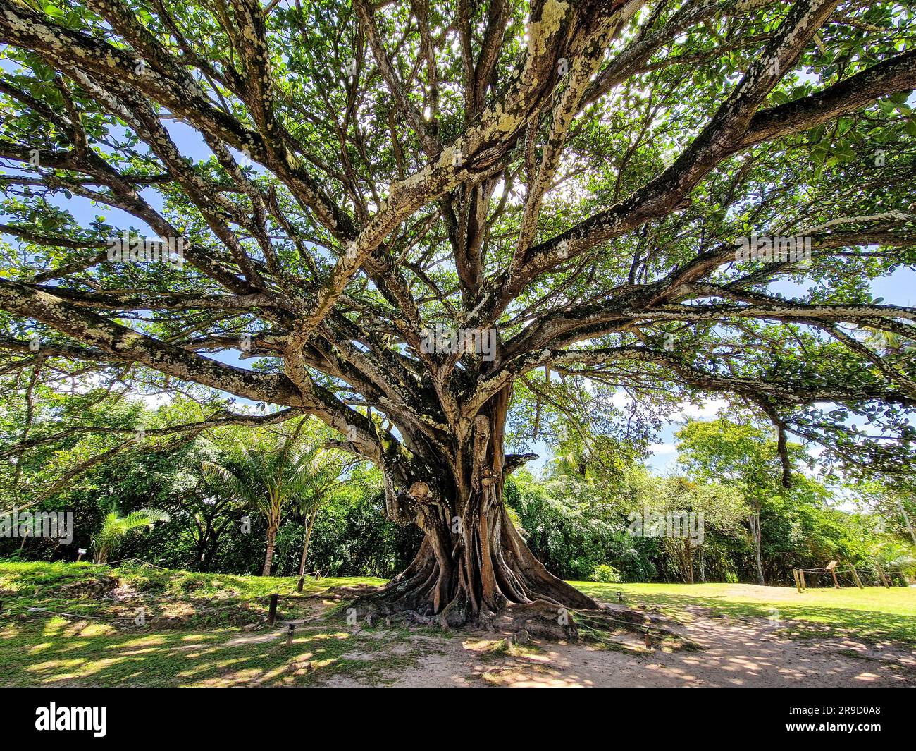 Big Ficus tree in front of the Garcia D'Avila castle, in the Praia do ...