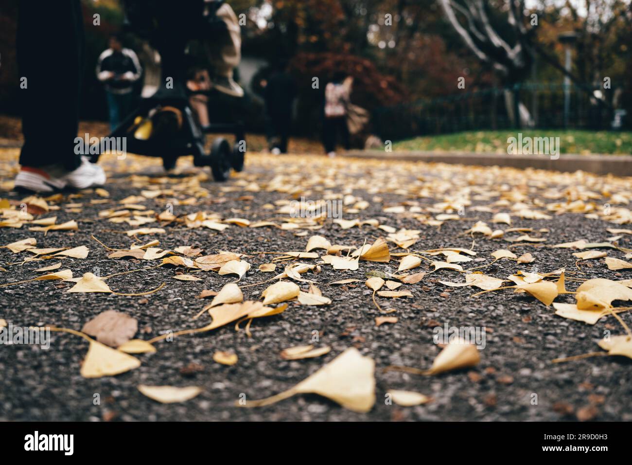 A group of people standing on the ground covered with autumn dry leaves ...