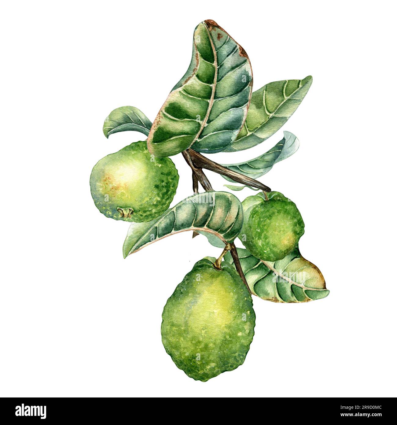 Branch of tree with three guava fruits watercolor illustration isolated ...