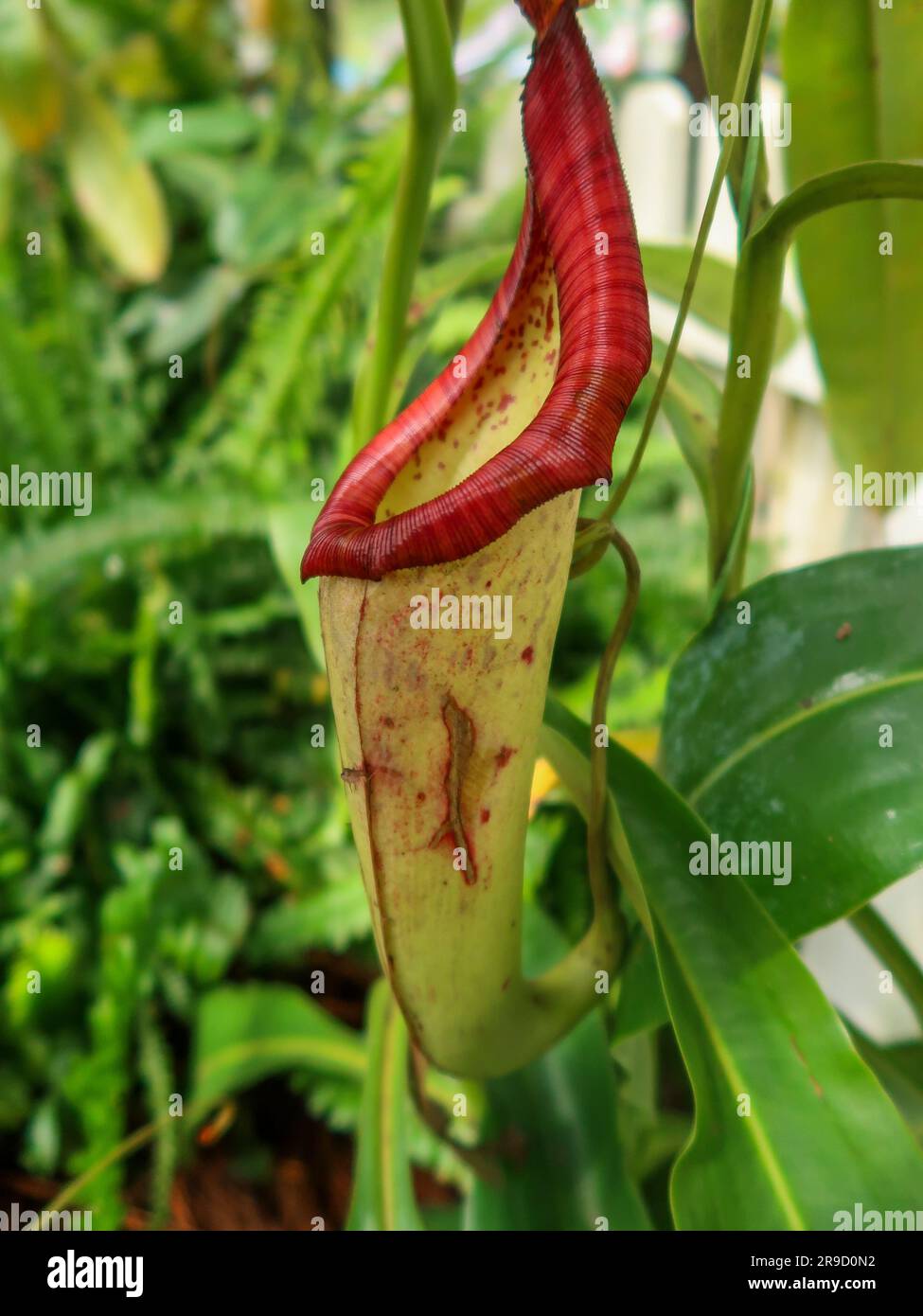 Nepenthes ampullaria, a carnivorous plant in a botanical garden Stock ...