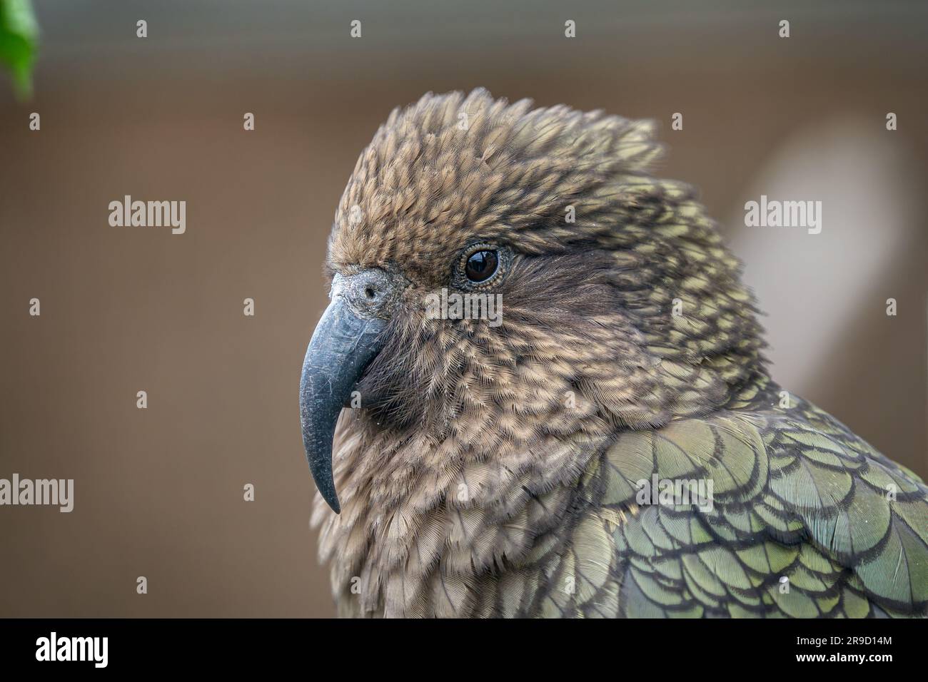 Kea nestor notabilis portrait hi-res stock photography and images - Alamy