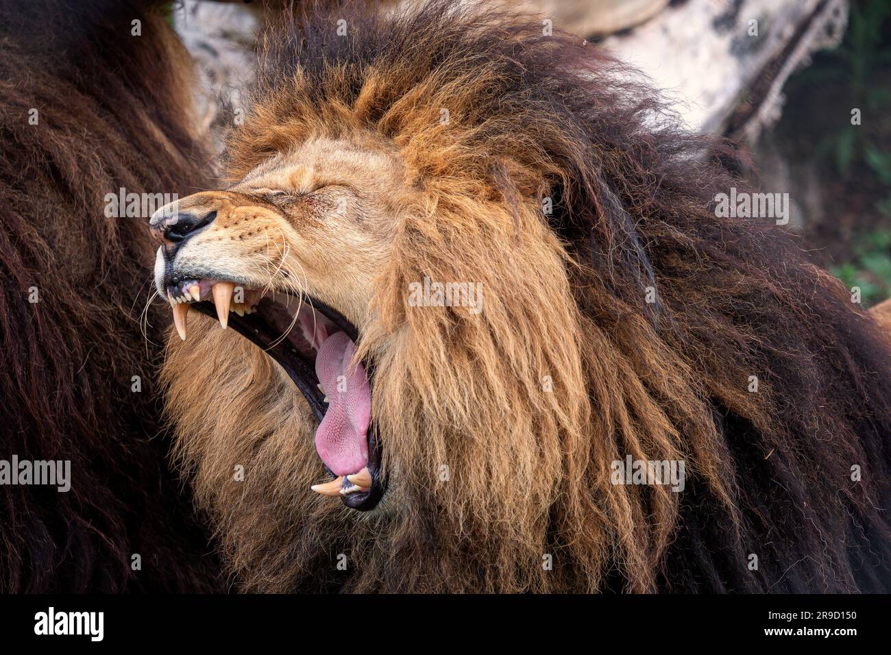 Yawning lion with very sharp teeth Stock Photo - Alamy