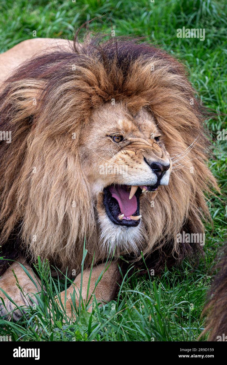African lion roaring with open mouth Stock Photo - Alamy