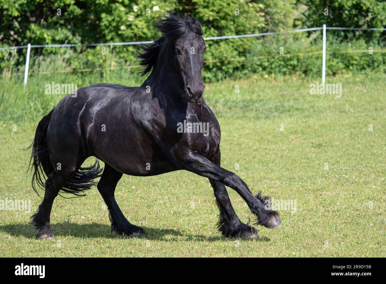 Friesian horse running in the meadow Stock Photo - Alamy