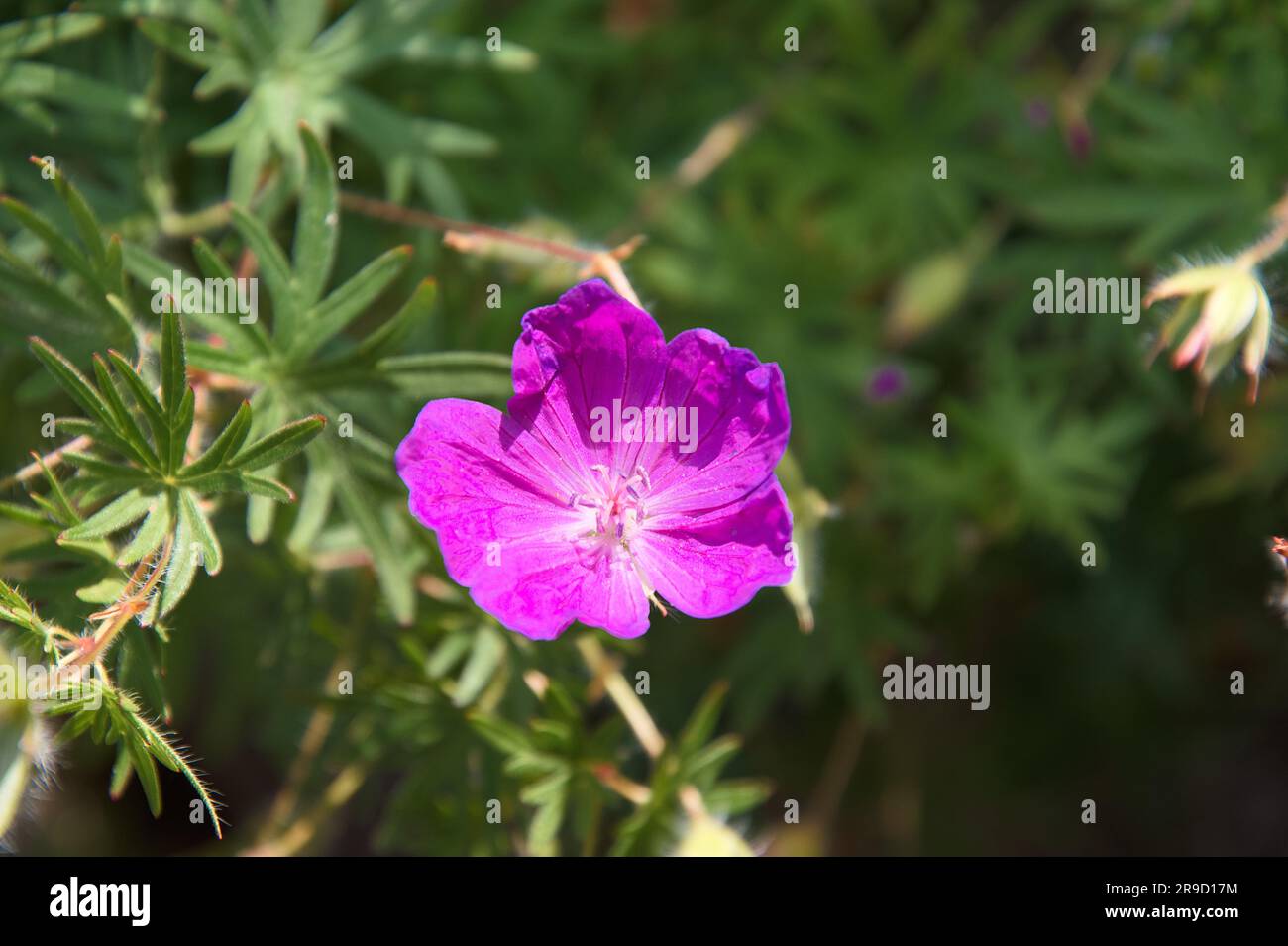 Geranium blume hi-res stock photography and images - Alamy