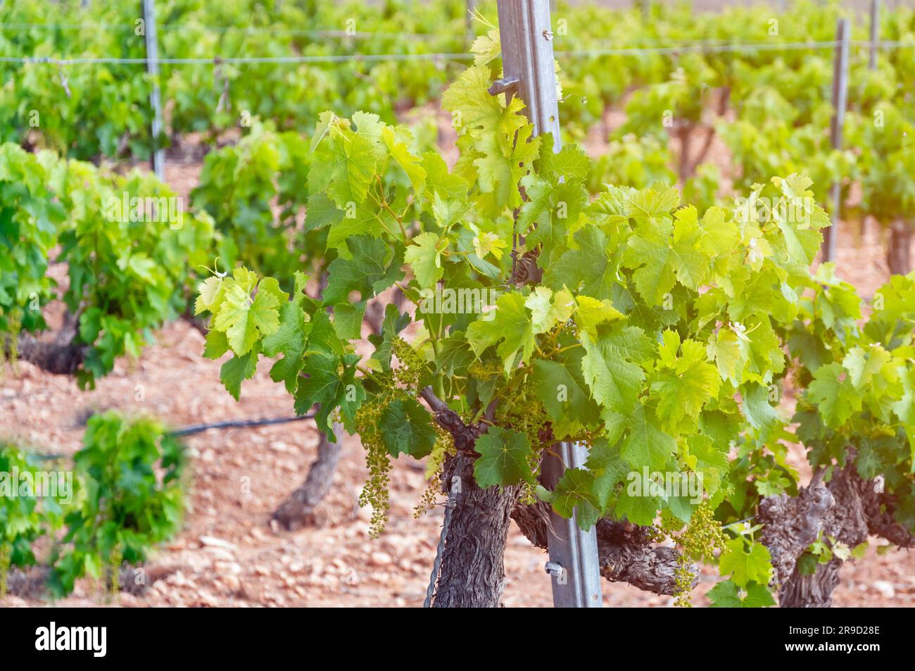 Close-up of a young grape hanging from a branch at the dawn of the sun ...