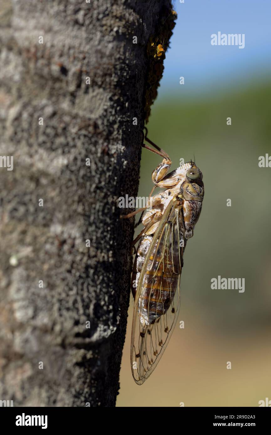 Cigarra cicadidae hi-res stock photography and images - Alamy