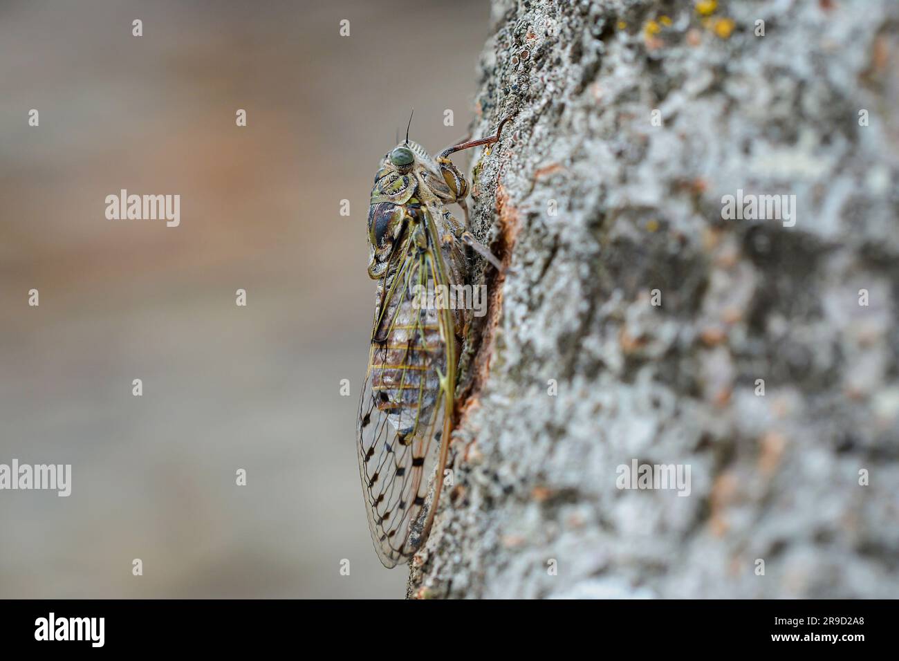 Cigarra cicadidae hi-res stock photography and images - Alamy