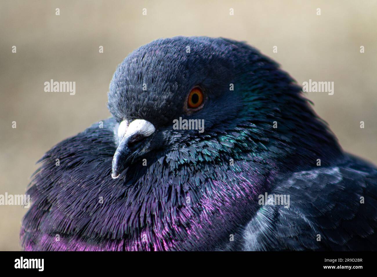 Curious pigeon looking camera hi-res stock photography and images - Alamy