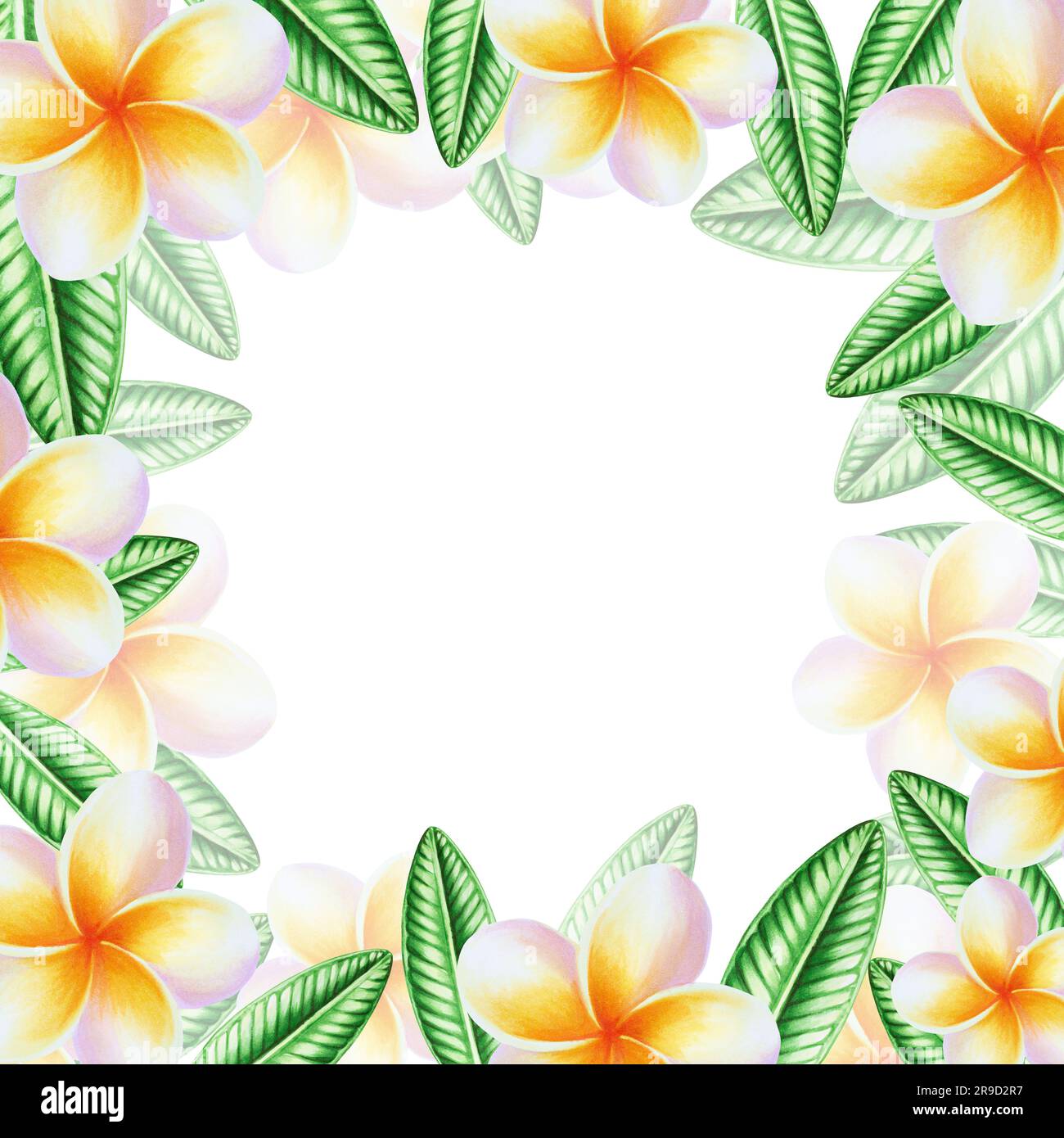Plumeria Border Clip Art