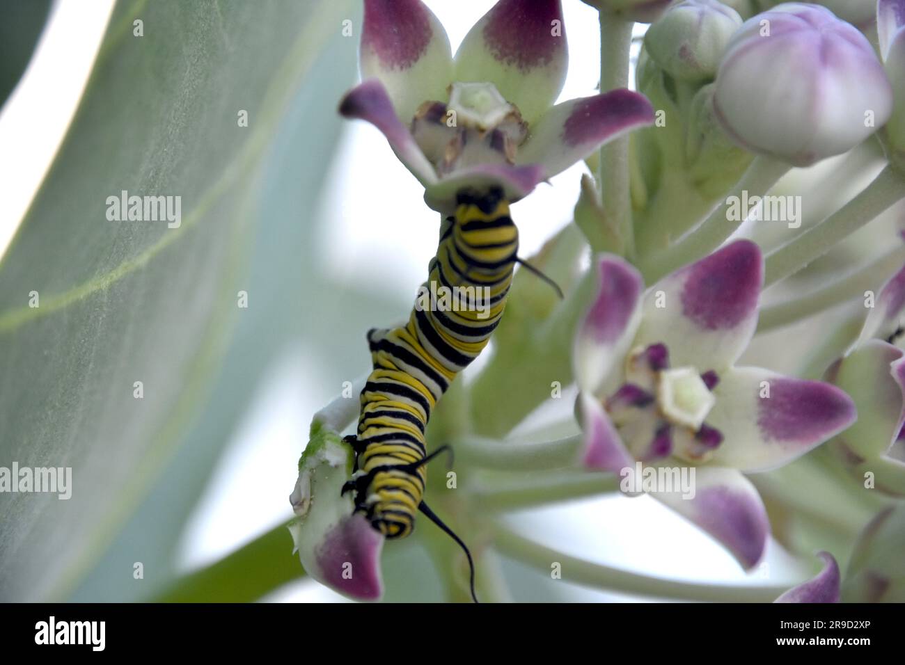 Creeping monarch caterpillar on a giant milkweed plant in Aruba Stock ...