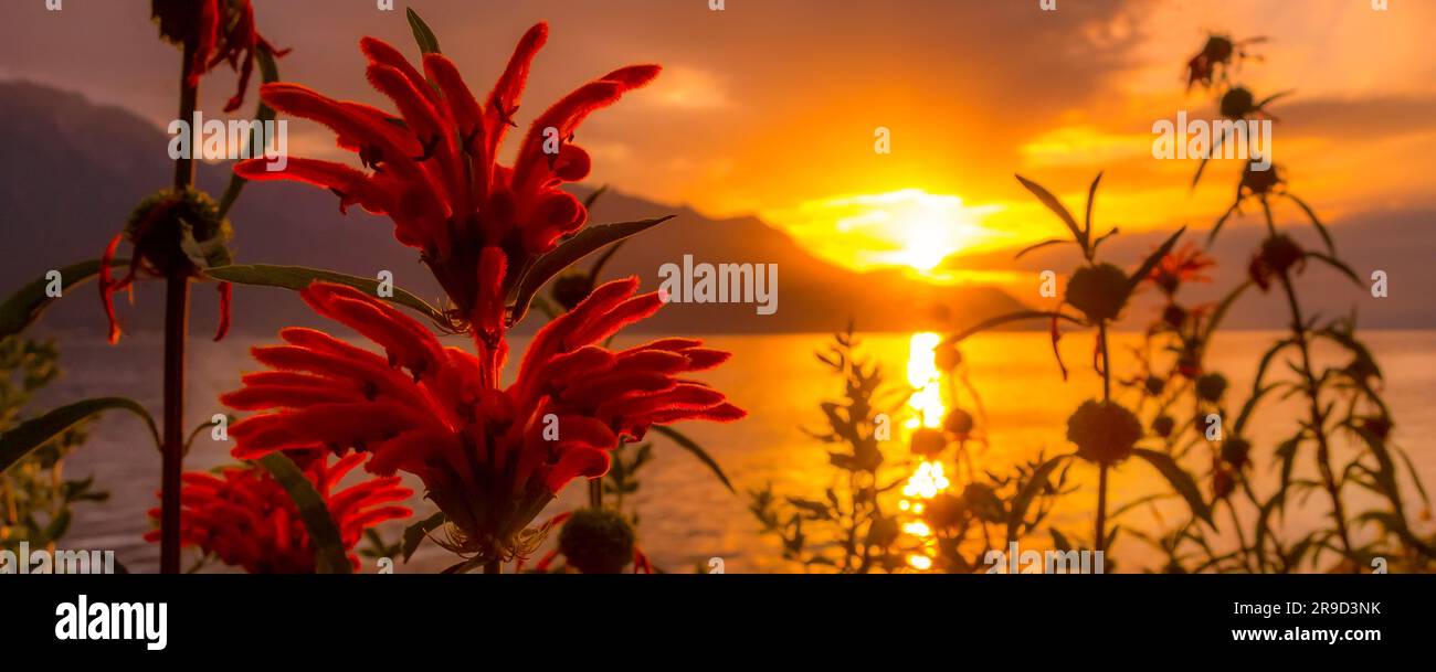 Panoramic sunset banner view of Lake Geneva, Switzerland with red ...