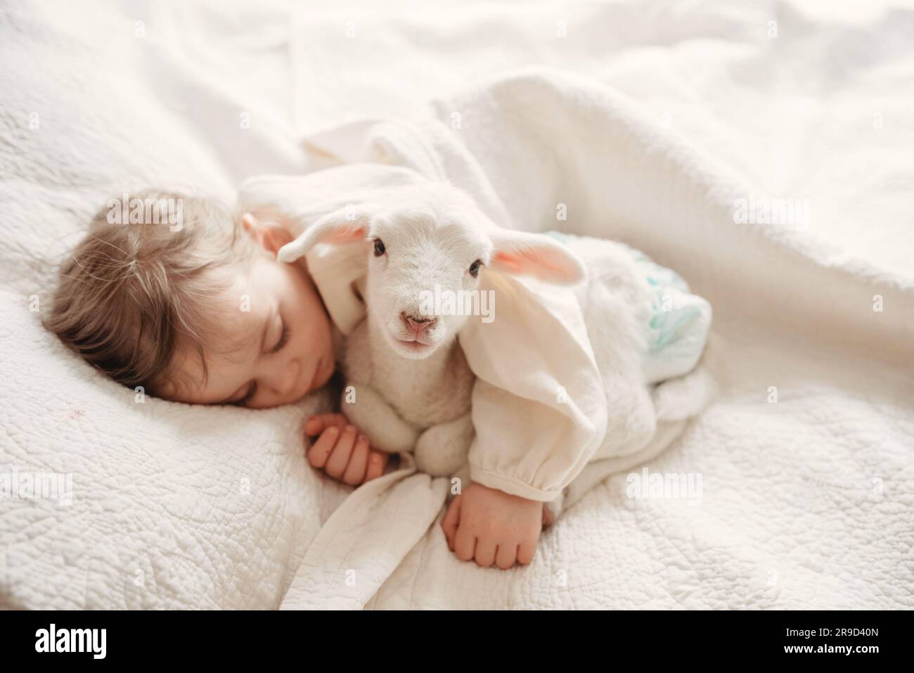baby girl toddler laying in a bed asleep with her baby pet lamb sheep ...