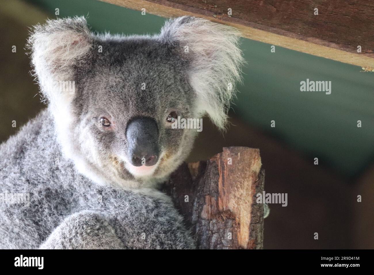 Images of Cairns and its wildlife and reserves - Australia Stock Photo ...