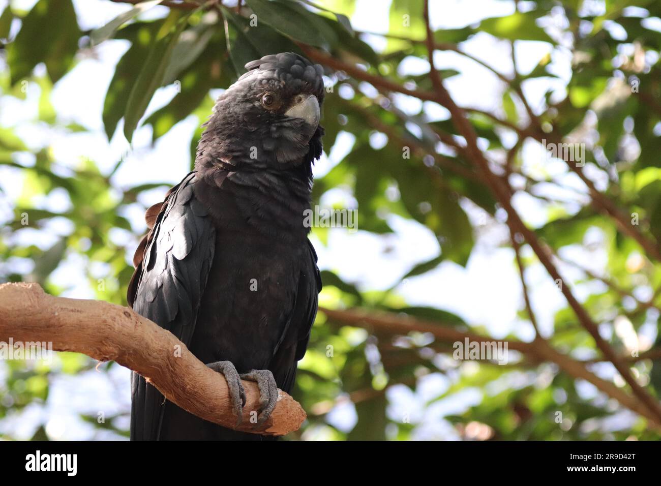 Images of Cairns and its wildlife and reserves - Australia Stock Photo ...