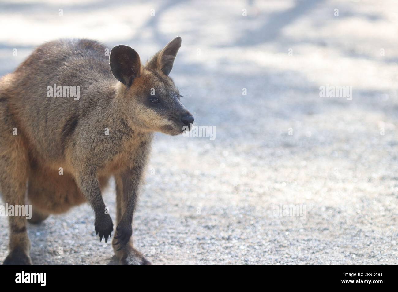 Images of Cairns and its wildlife and reserves - Australia Stock Photo ...