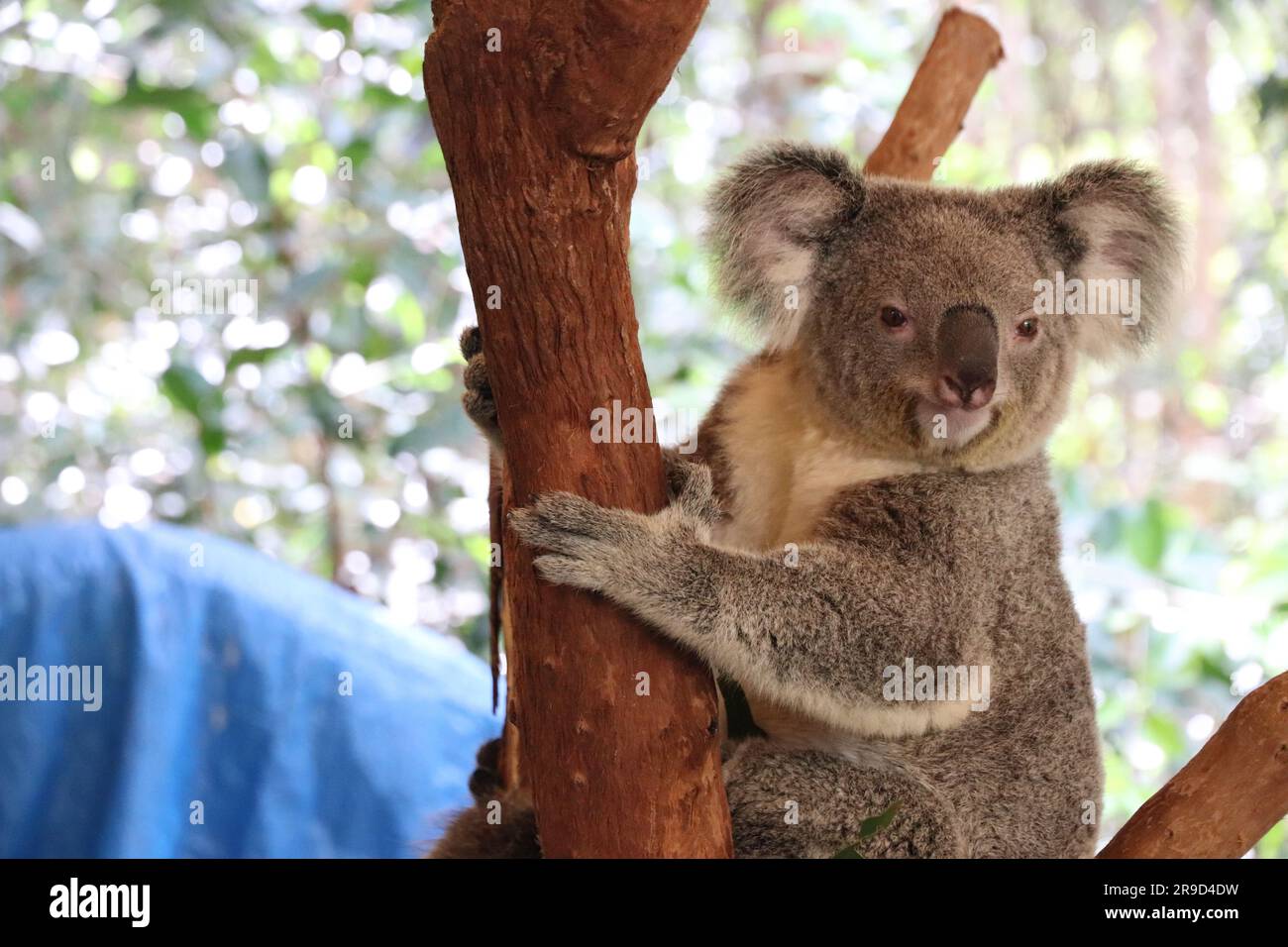 Images of Cairns and its wildlife and reserves - Australia Stock Photo ...