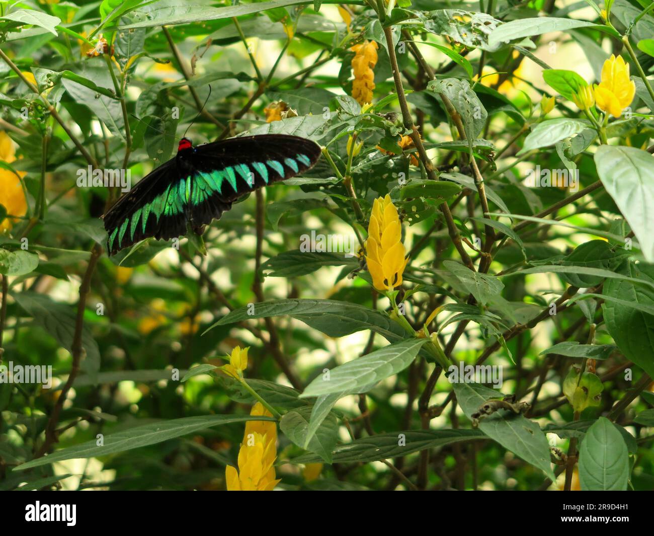 KUALA LUMPUR, MALAYSIA - March 2020: Common bluebottle or blue triangle ...