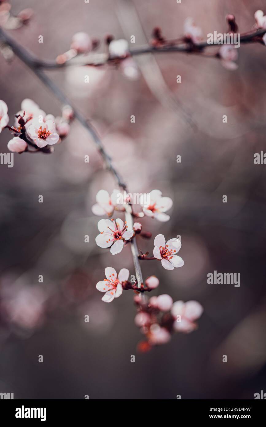Branch of flowering sand cherry tree covered in white blossoms Stock ...