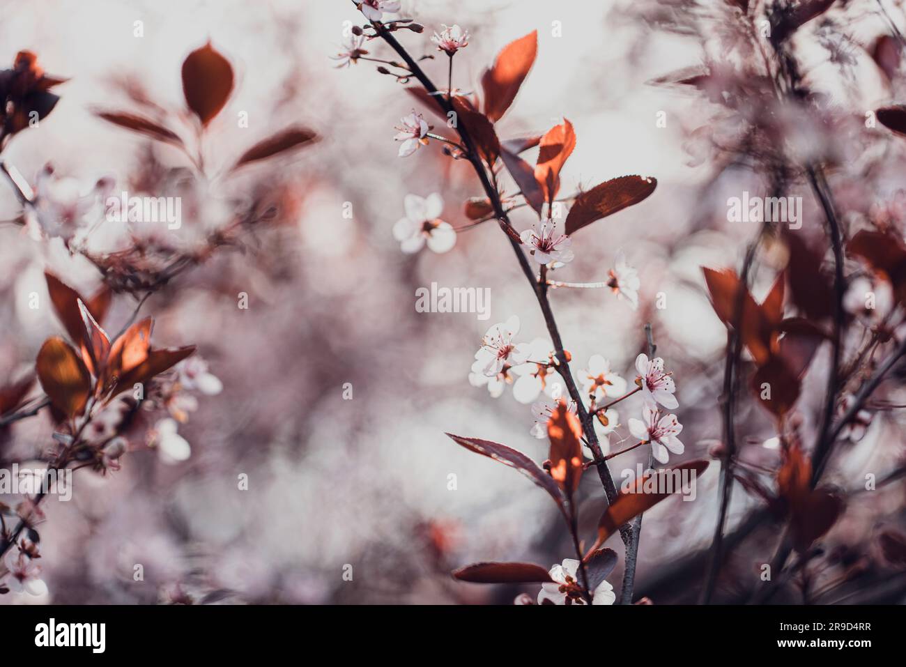 Branches of flowering sand cherry tree covered in white blossoms Stock ...