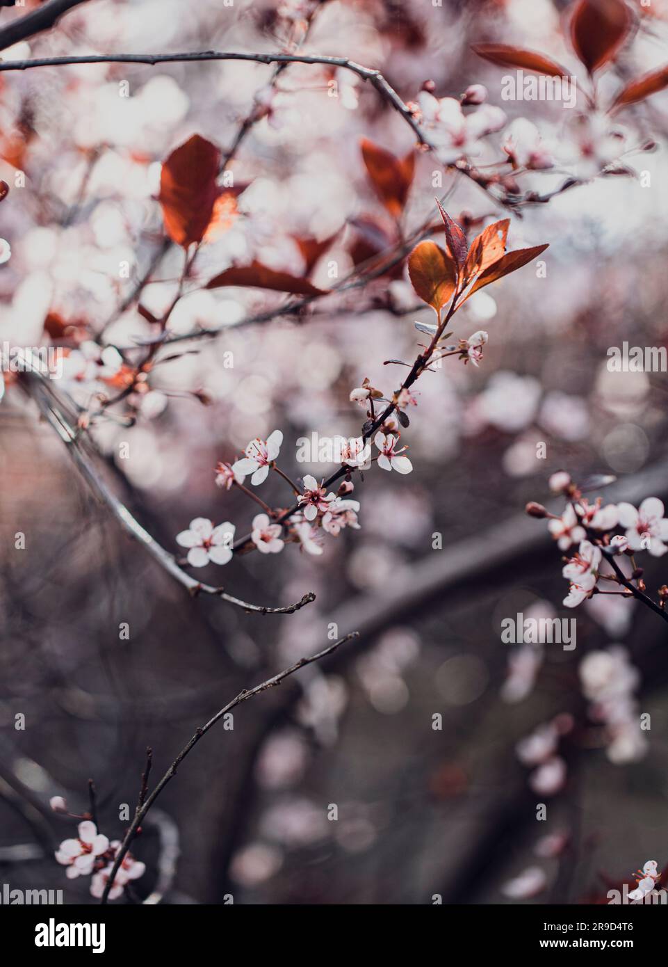 Branches of flowering sand cherry tree covered in white blossoms Stock ...