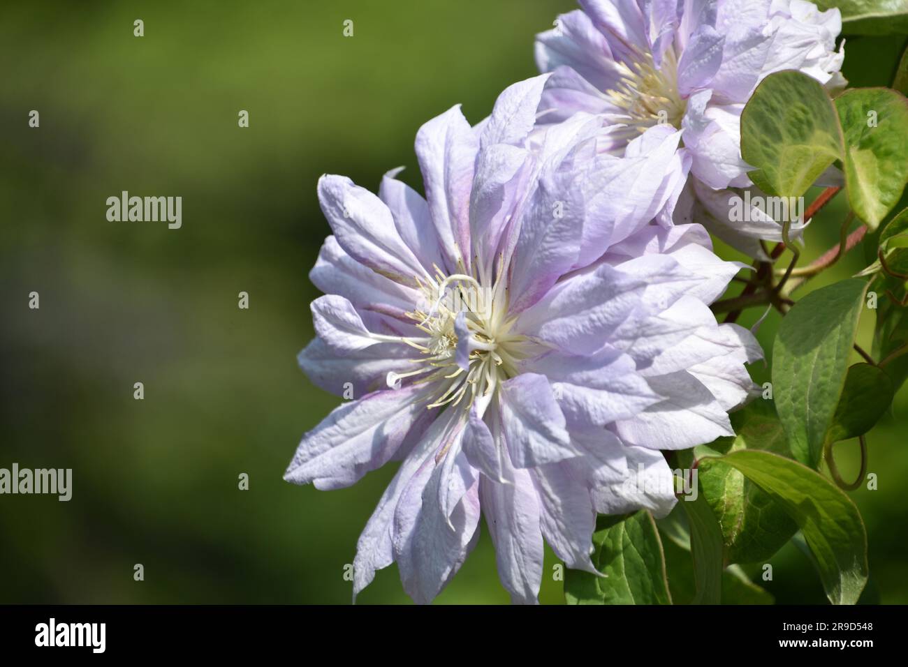 Up close look at a flowering double clematis blossom in the summer ...