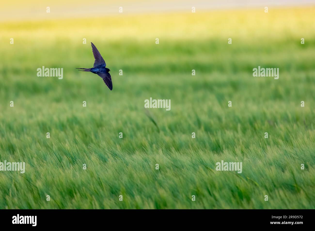 Barn swallow over field hi-res stock photography and images - Alamy