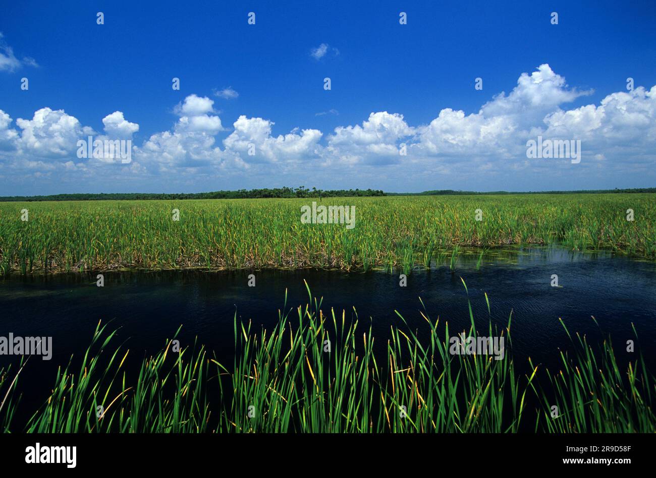 A Waterway and marsh grasses in Everglades National Park, Florida Stock ...