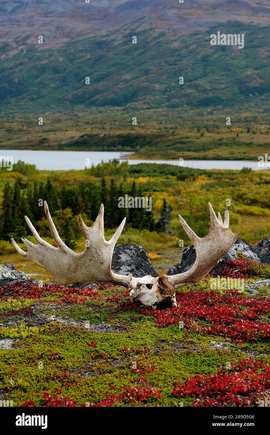 Shed moose antlers lie on the tundra in Katmai National Park, AK Stock ...