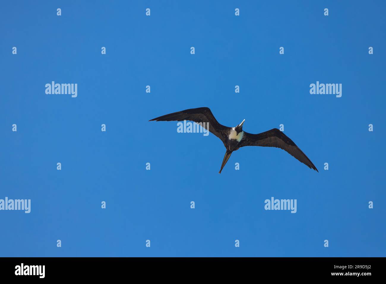 Magnificient frigatebird overview flying in blue caribbean sky. Punta ...