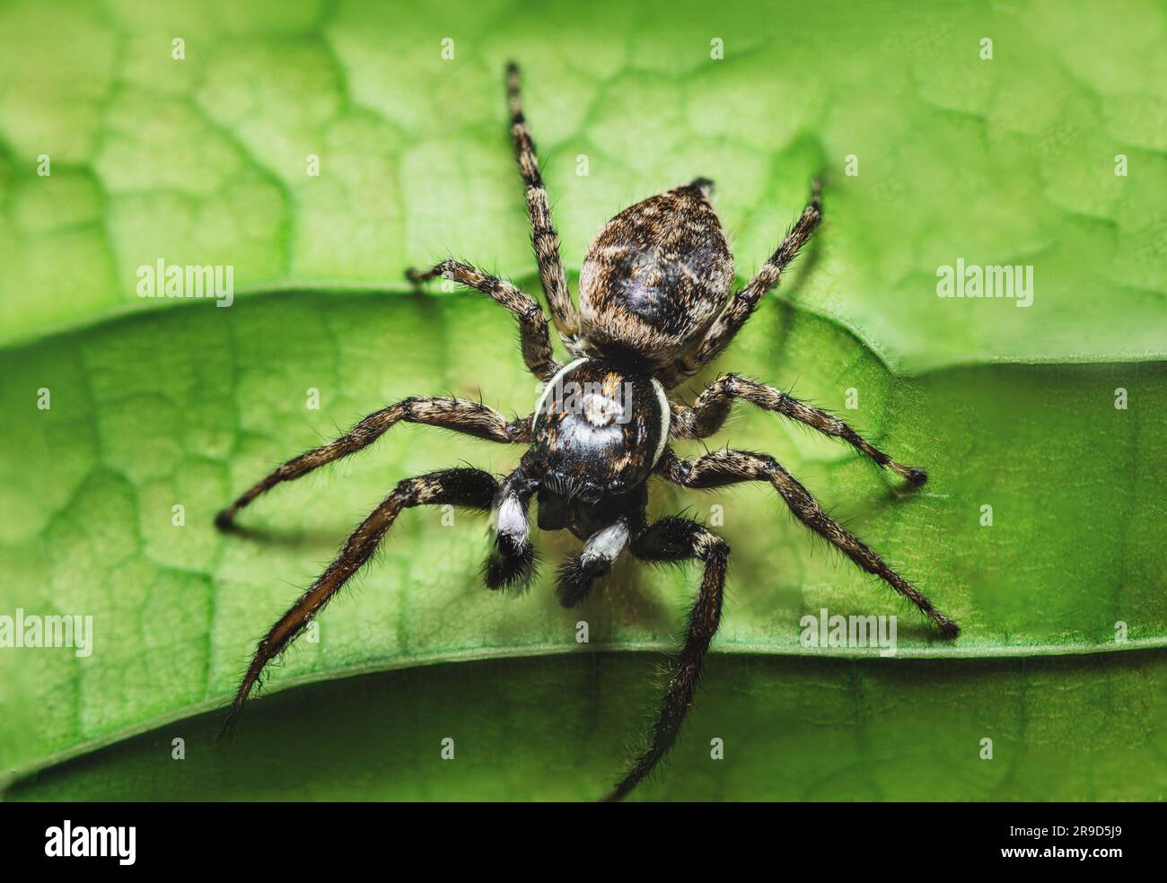 Jumping spider macro closeup on a green leaf Stock Photo - Alamy