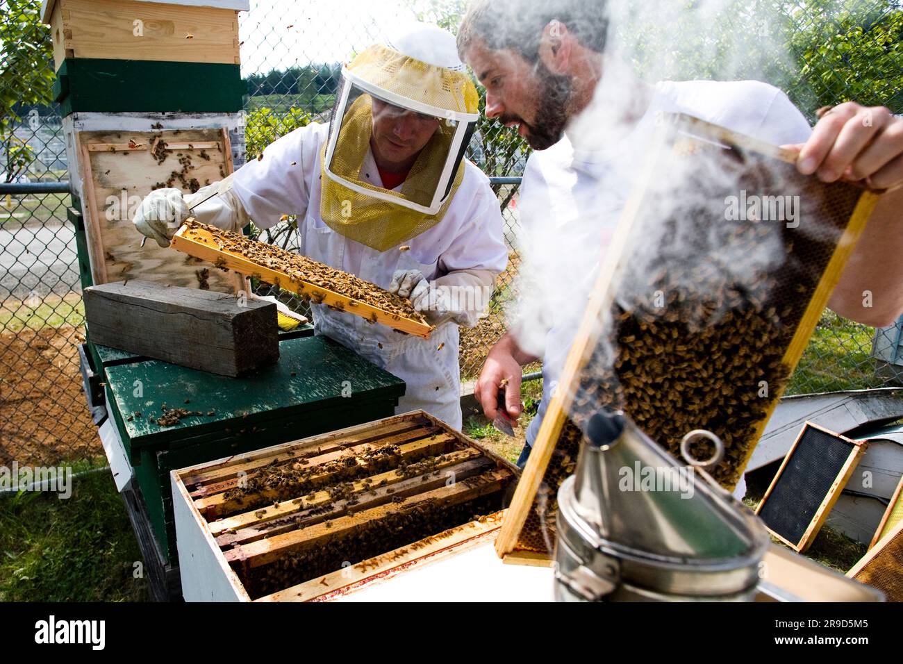 Inmate learns bee keeping from biologist Stock Photo - Alamy