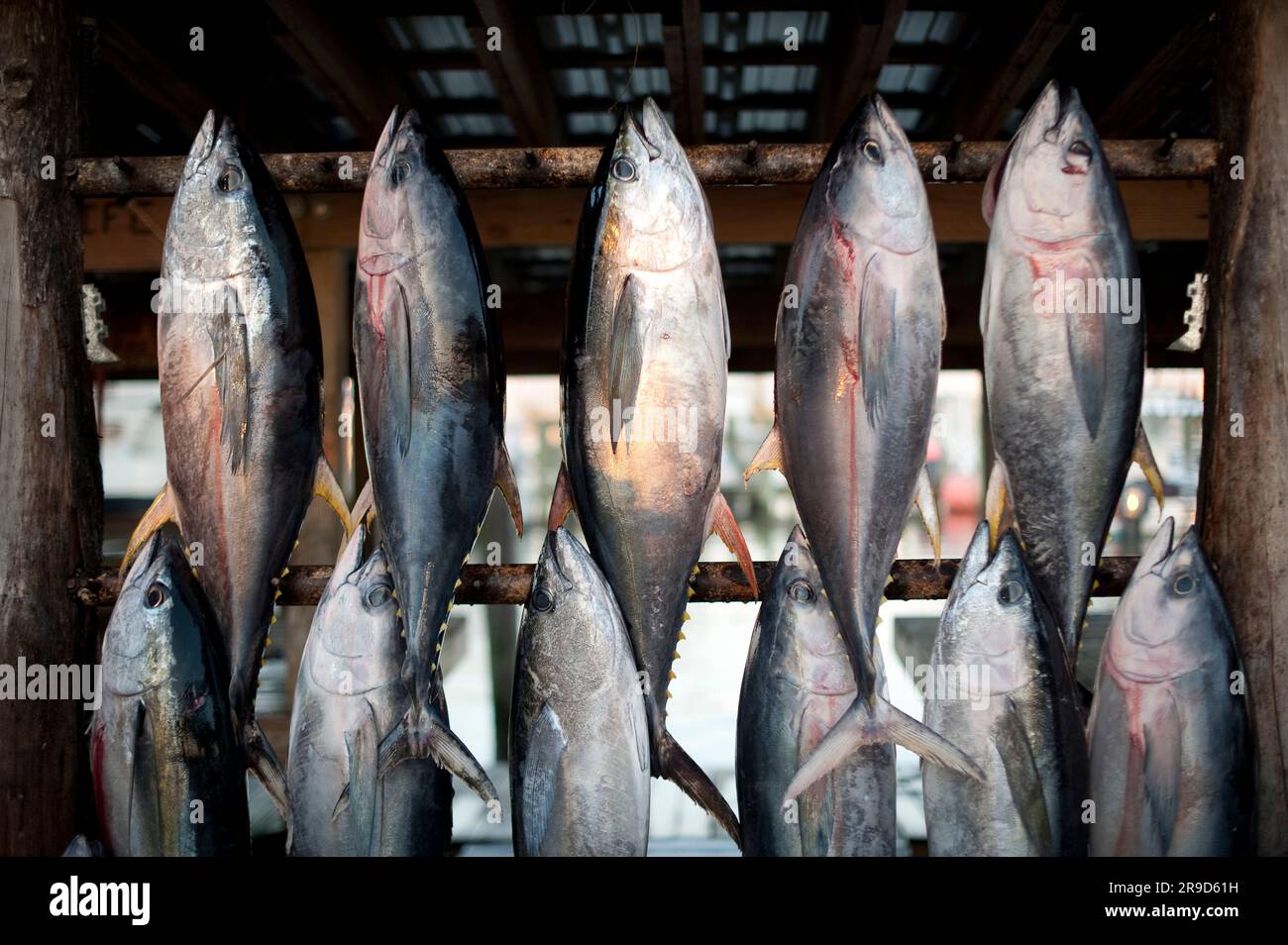 Bp Oil Spill Animals Fish