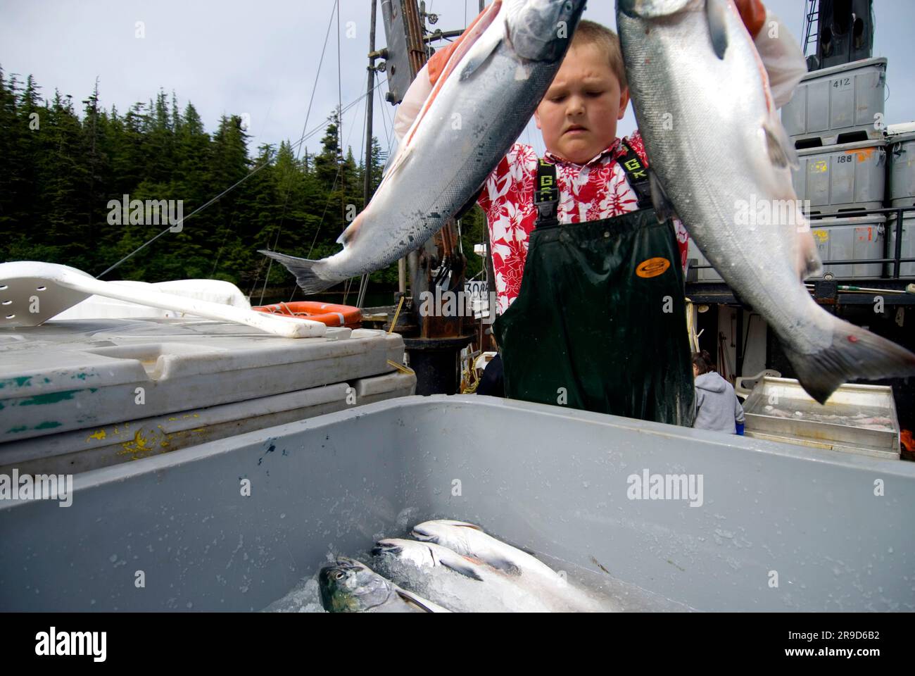 Packing coho on a troll tender off the coast of Alaska Stock Photo - Alamy