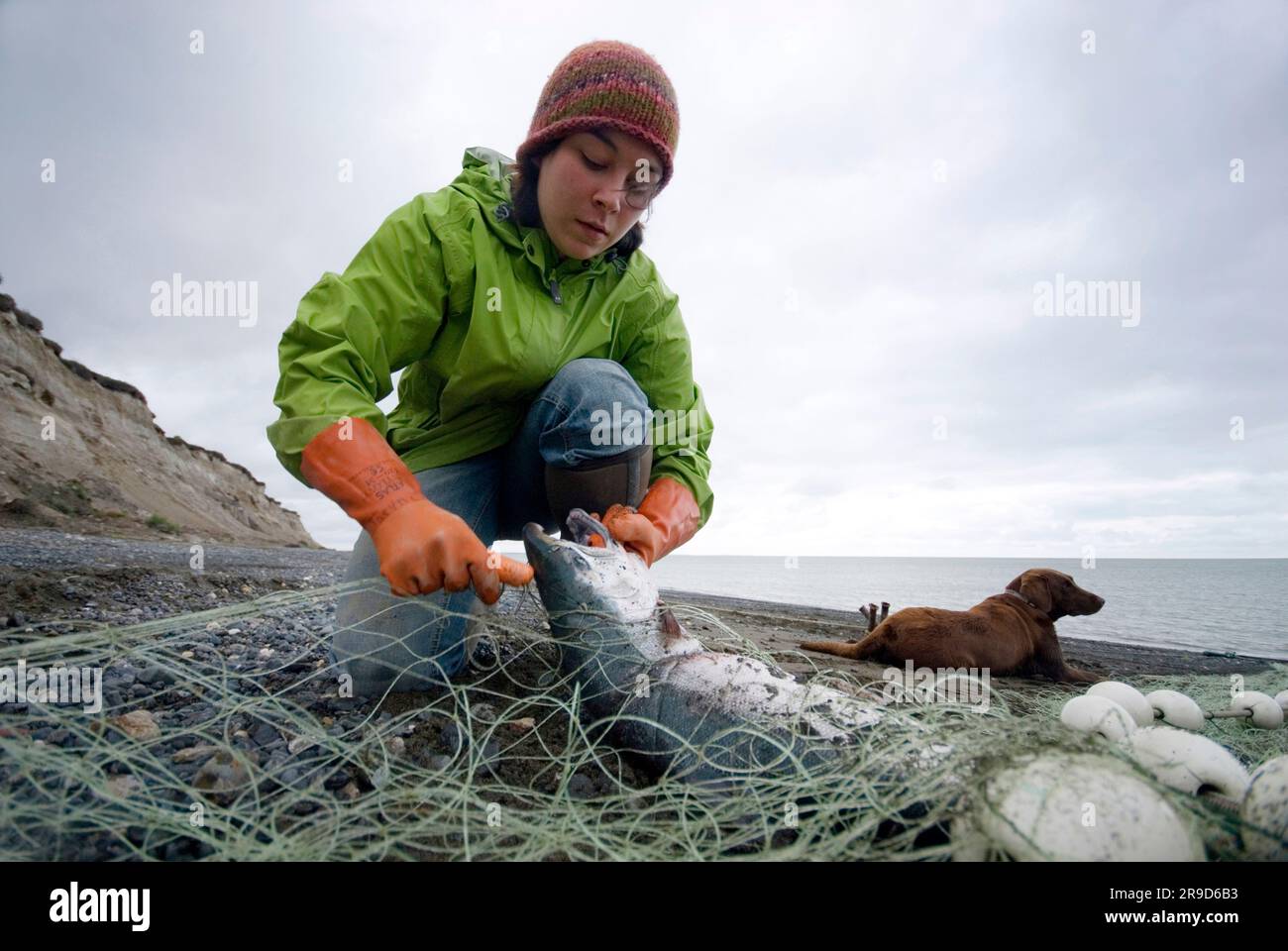 Salmon netting hi-res stock photography and images - Alamy