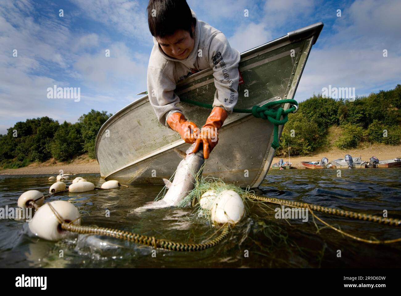 Picking a salmon net, Nushagak River Native Village of New Stuyahok, AK ...