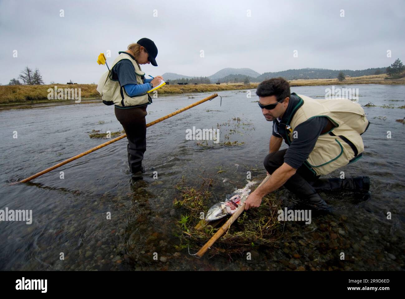 Salmon biology hi-res stock photography and images - Alamy