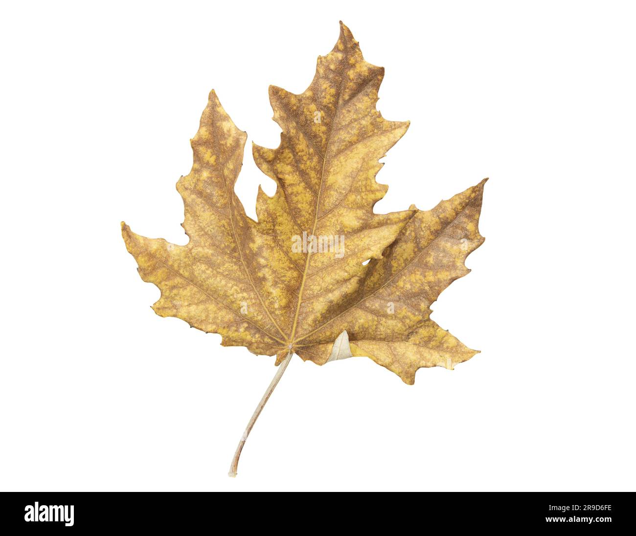 Withered tree Cut Out Stock Images & Pictures - Alamy