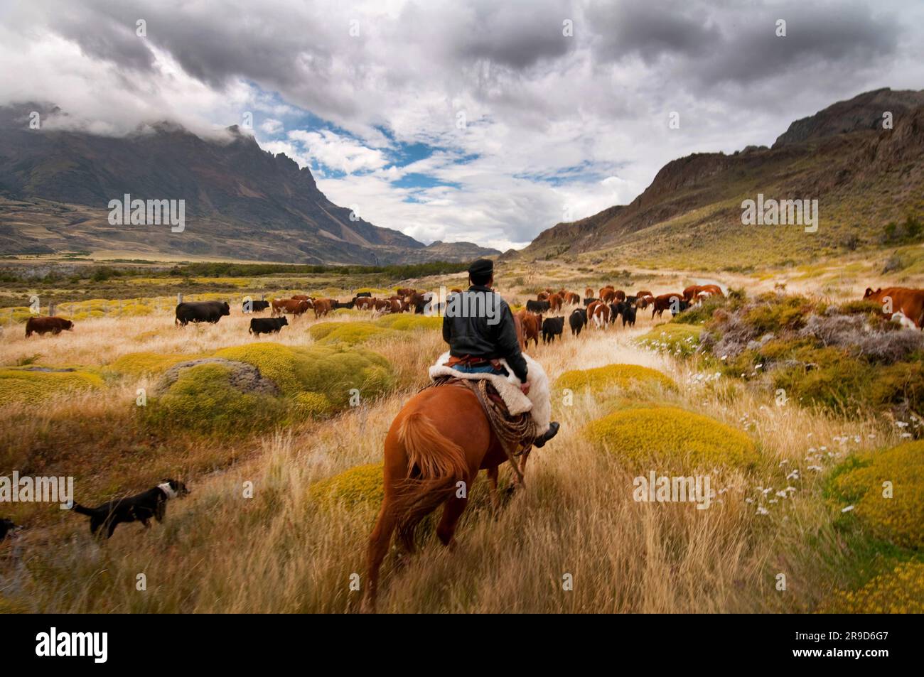 Patagonia national park chacabuco hi-res stock photography and images ...
