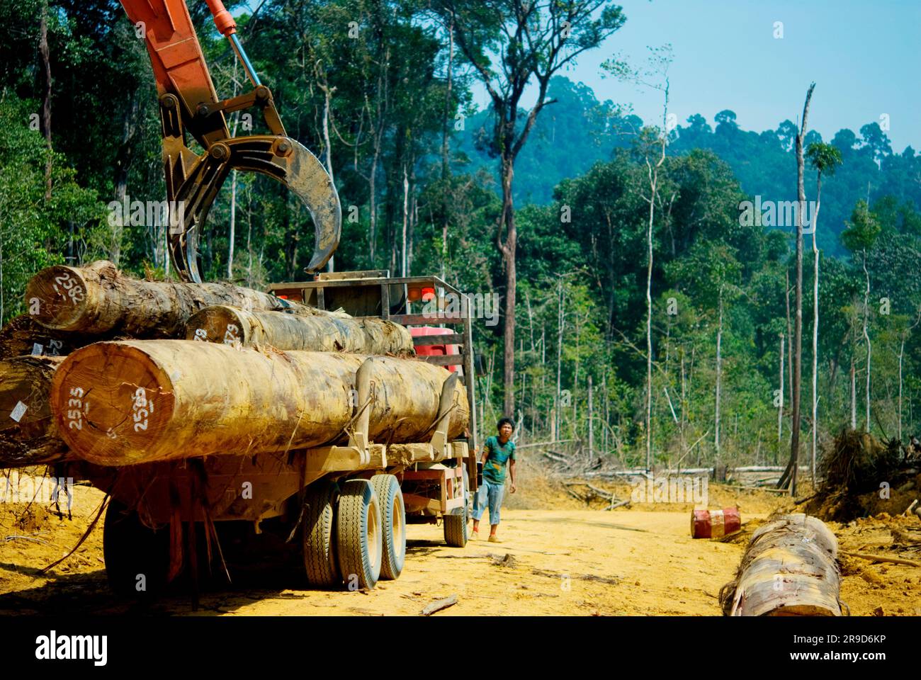 Conventional logging practices in Indonesia Stock Photo - Alamy